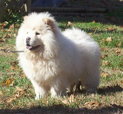 The dog in world: Chow Chow dogs