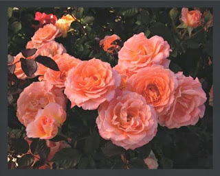 Coming Up Roses: Expert Rose Advice from Witherspoon Rose Culture: 2014 ...