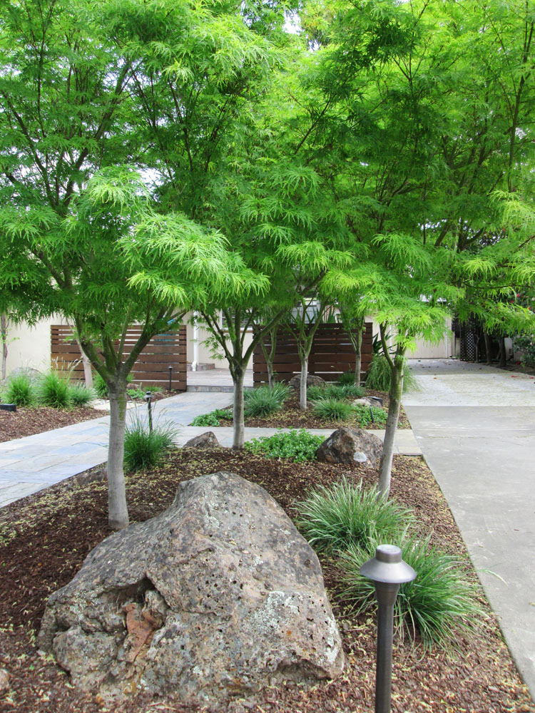 Taproot Garden Design & Fine Gardening