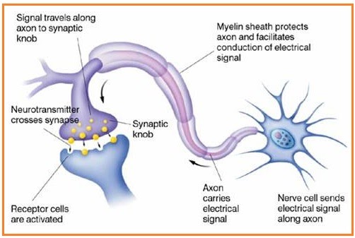 BIOLOGI GONZAGA: SEL SYARAF - NEURON