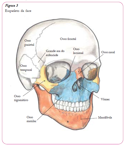 Enfermagem Para Auxiliares: Esqueleto humano