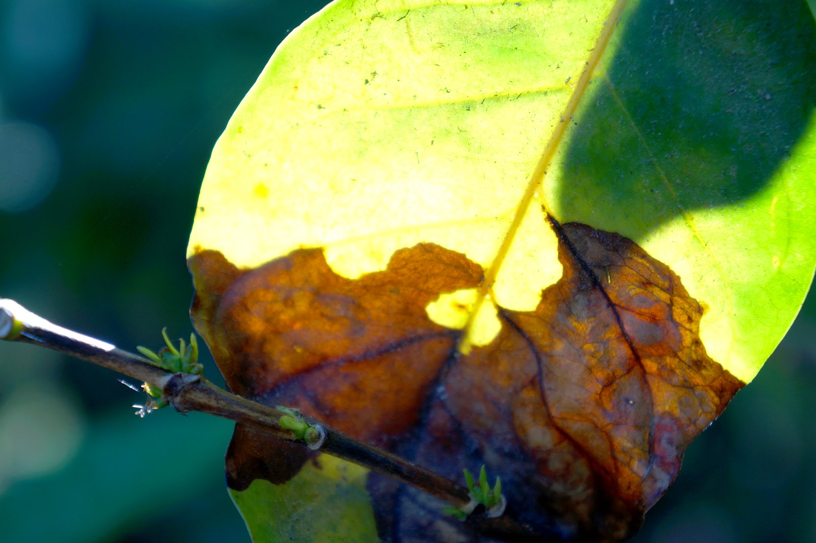 Hoja de café - Snapshots of the past