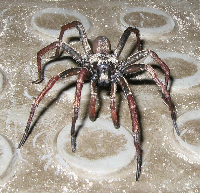 Esperance Fauna: Aname tepperi – Nemesiidae