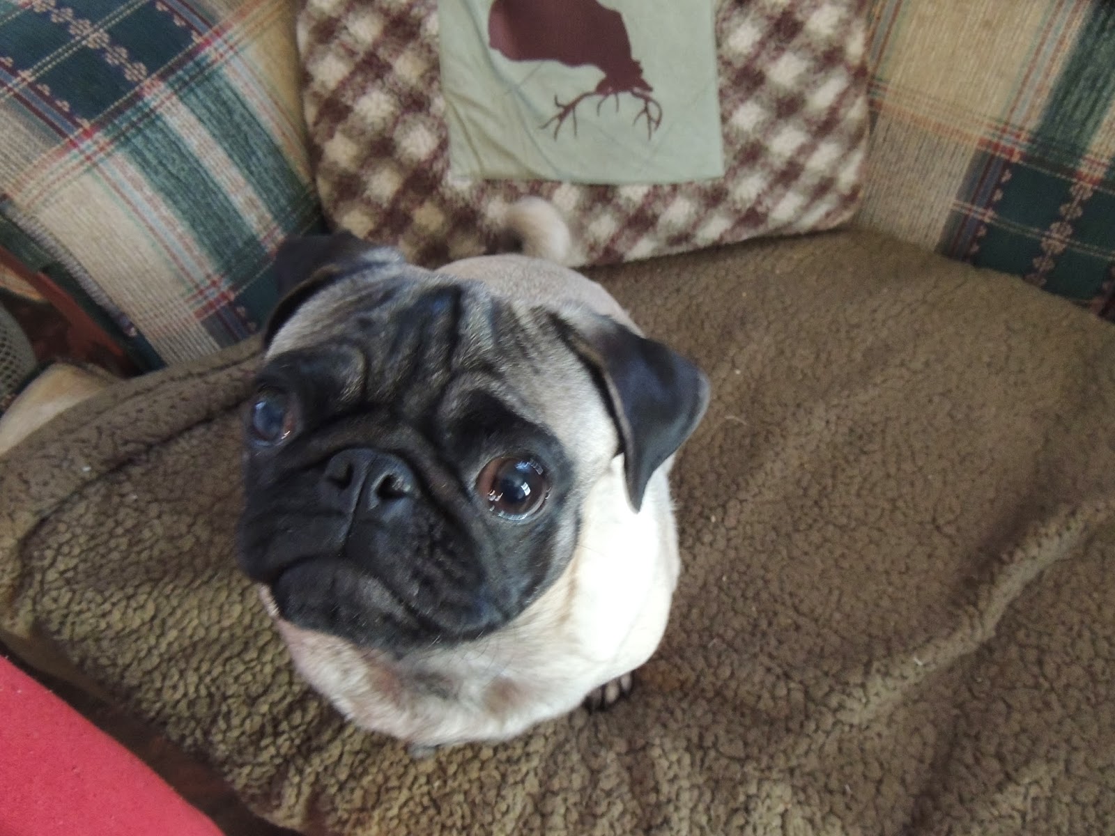 The Three Little Pugs: MR. CHEWY REVIEW