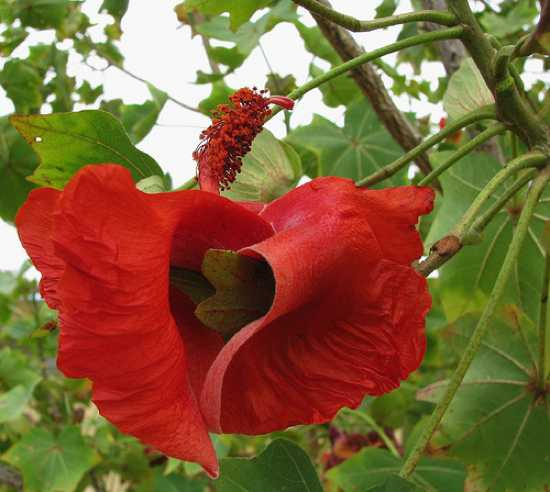 Alam Mengembang Jadi Guru: 10 Bunga-Bunga Langka