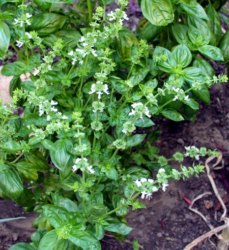 The August 2014 garden ~ Ham Pie Sandwiches