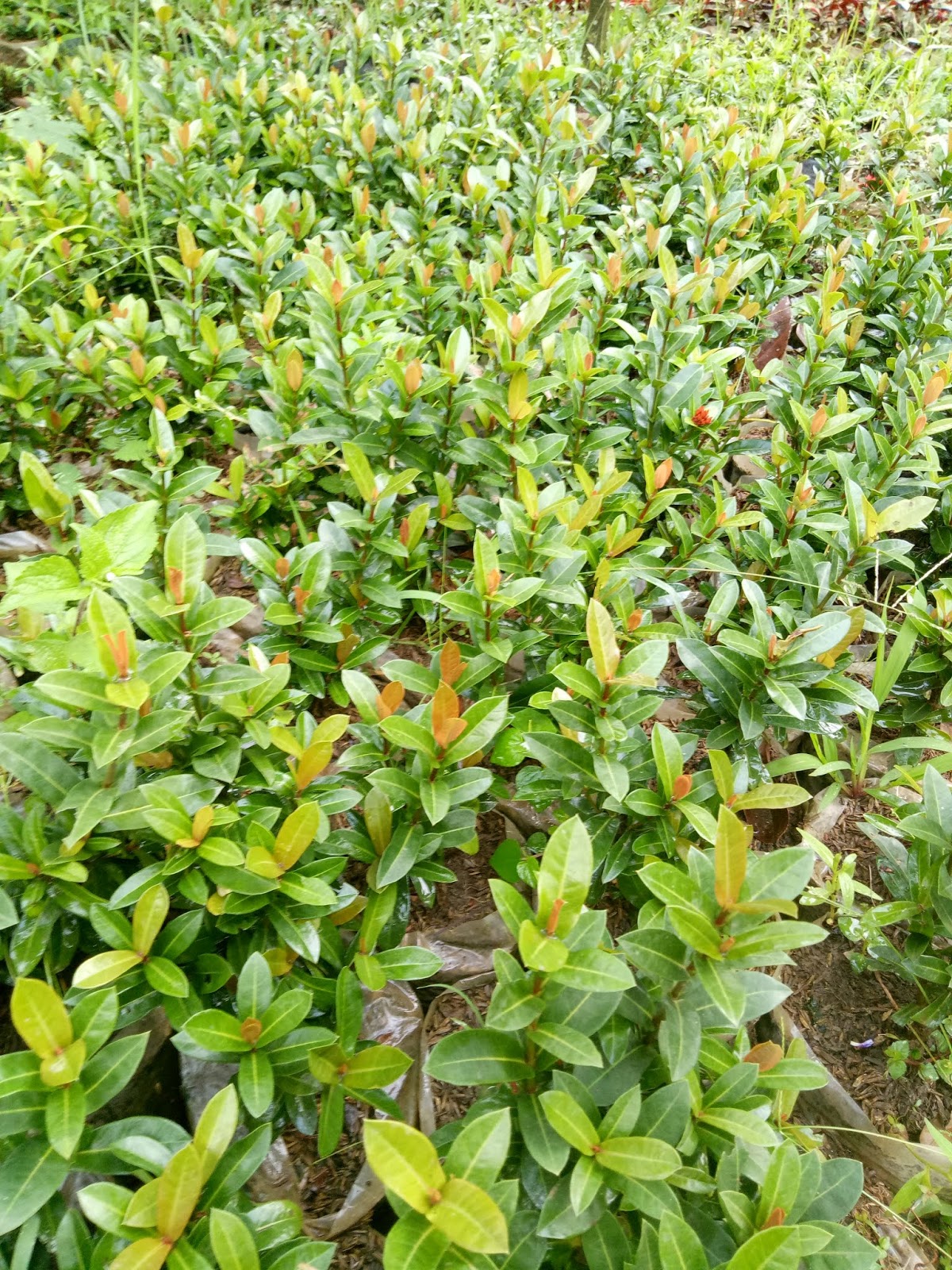 TOKO TANAMAN HIAS SEMARANG ~ SINOX NURSERY