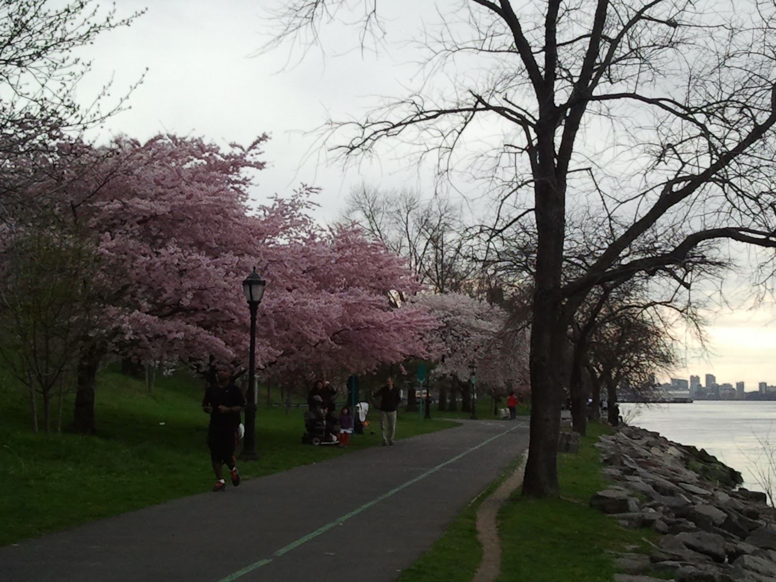 My Walking Pictures: Cherry Walk in Spring