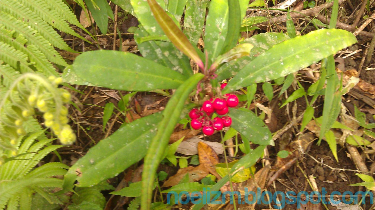 Dayhike to Mt. Malipunyo / Malarayat | Noelizm