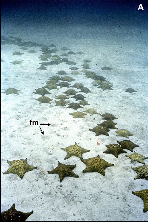 The Echinoblog: 5 NEAT things about the Caribbean/Tropical Atlantic ...