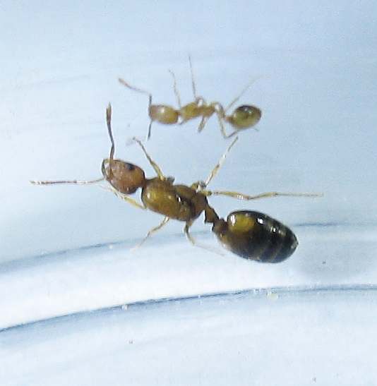 Photos and Info on Ants and Termites of Malaysia: Monomorium Pharaonis