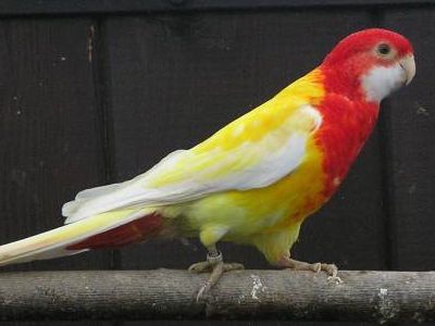 Roselas de Portugal: VENDAS