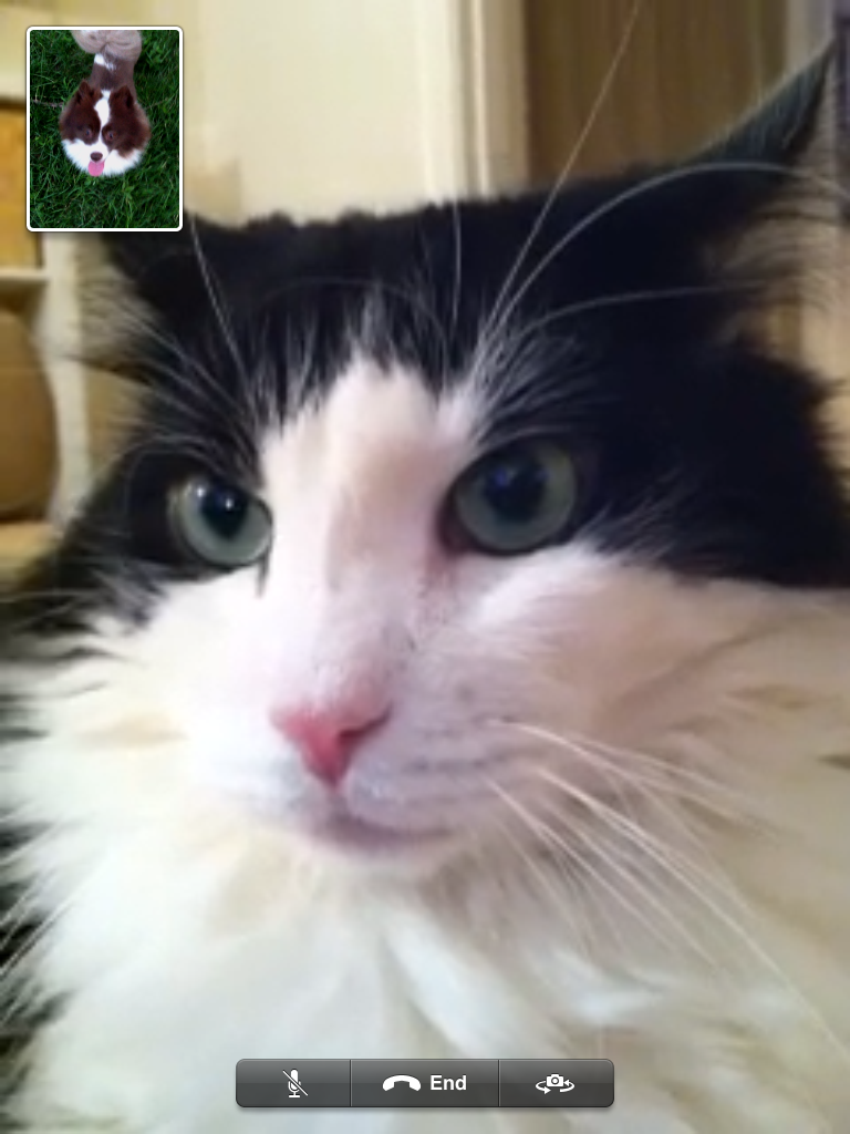 (over)budget pet: $499.99 [FaceTime]