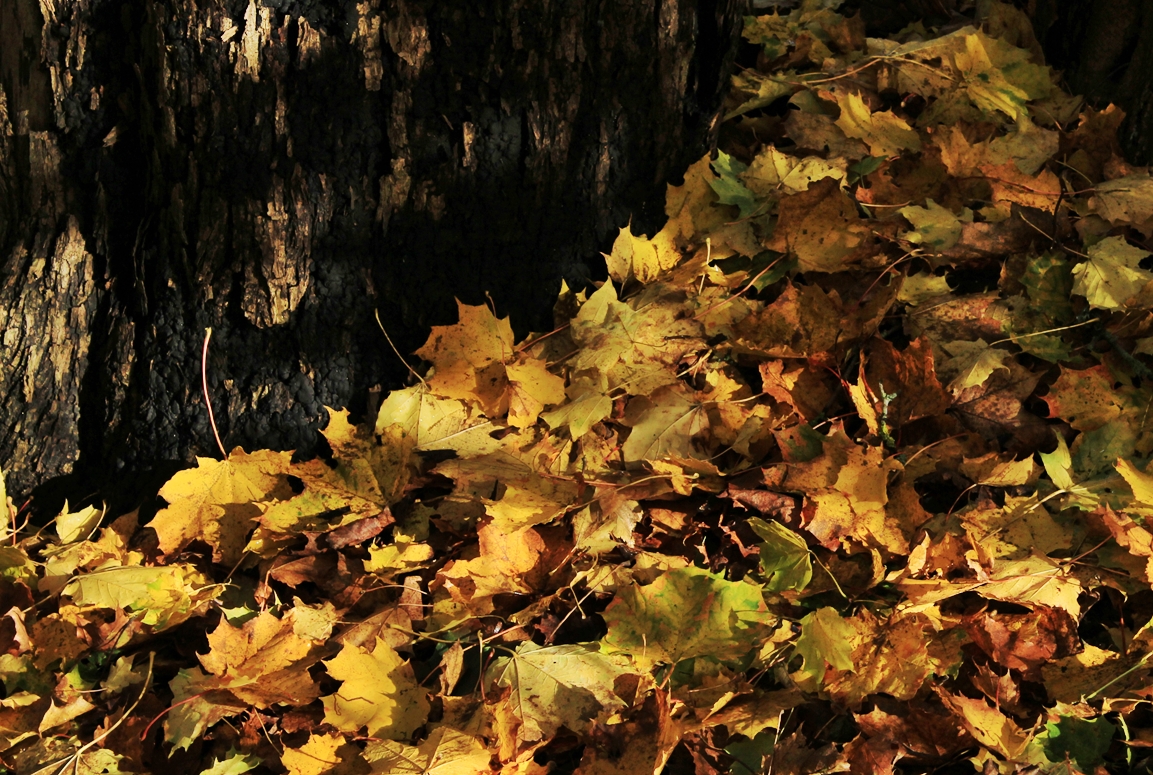 Paprasti vaizdai: Jau ruduo ...