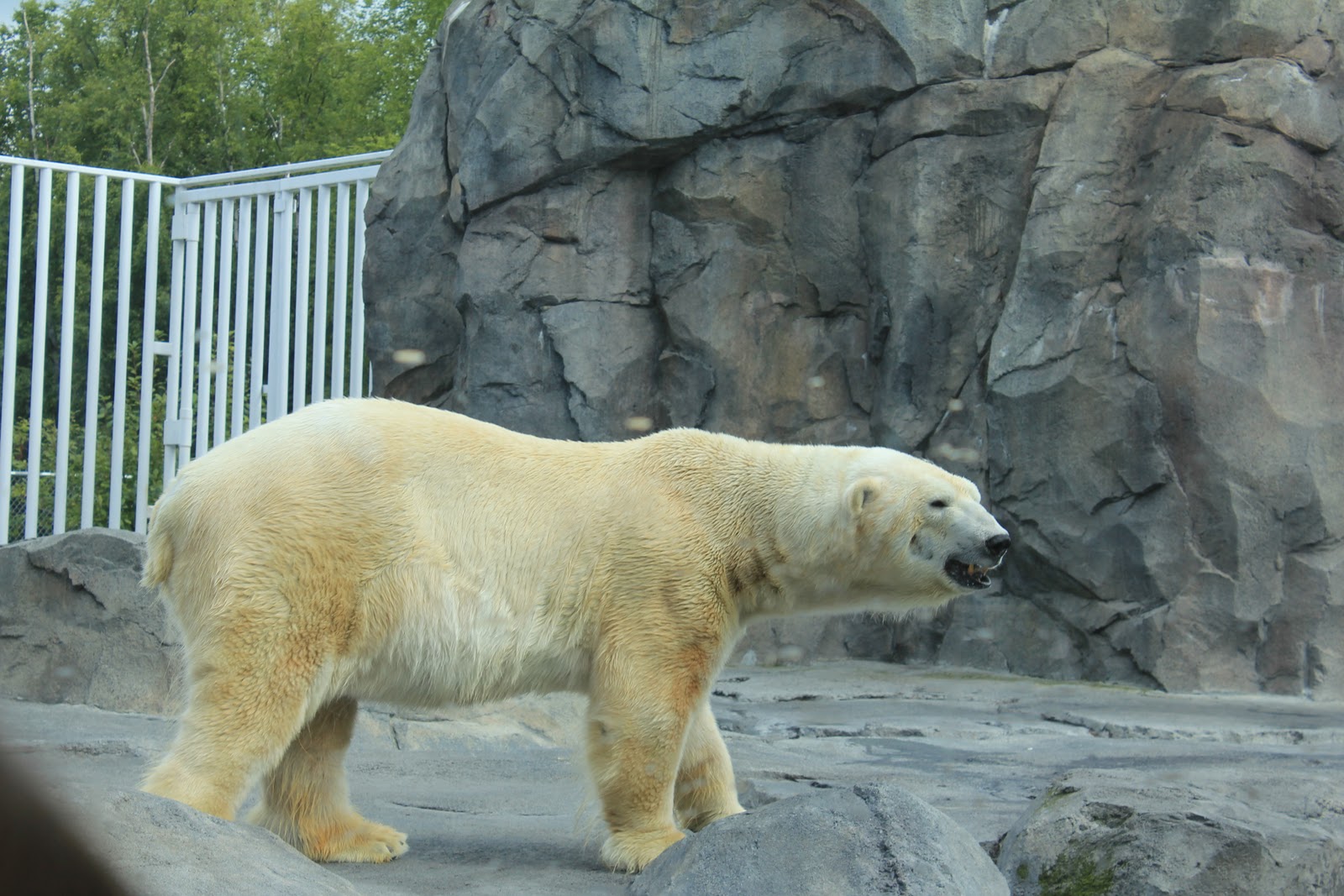 Life is Beautiful: POLAR BEAR - ursus maritimus (ALASKA ZOO)