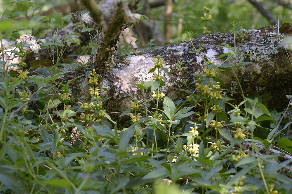 botanical walk: Yellow Dead-nettle