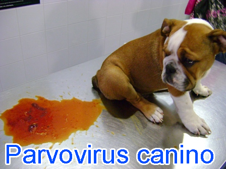 ¿QUE ES PARVOVIRUS CANINO?