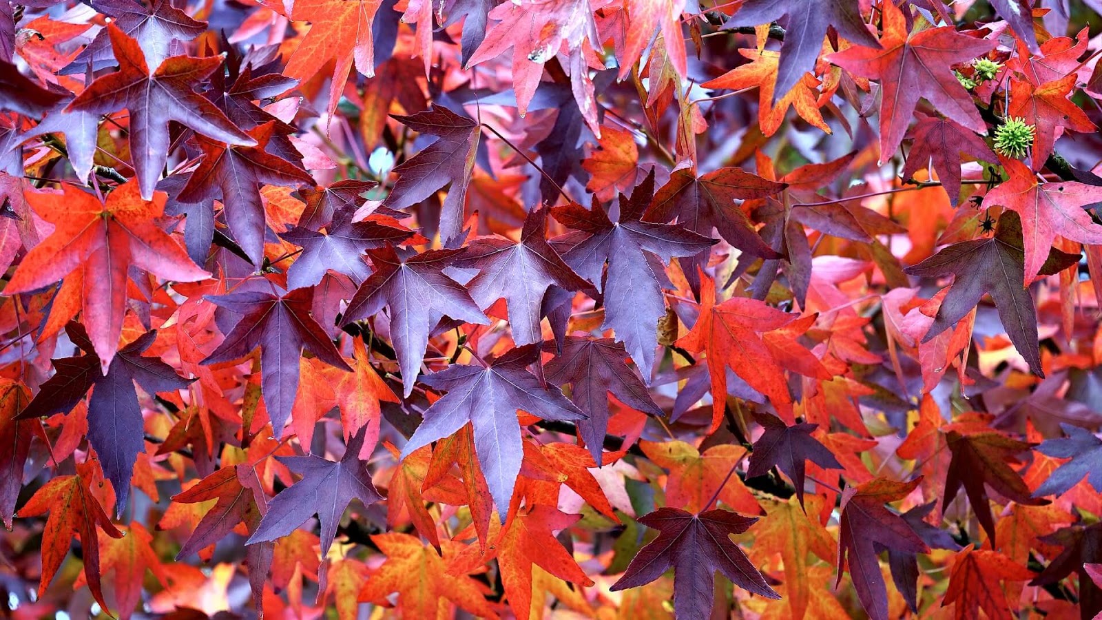Maroon Leaves Wallpaper