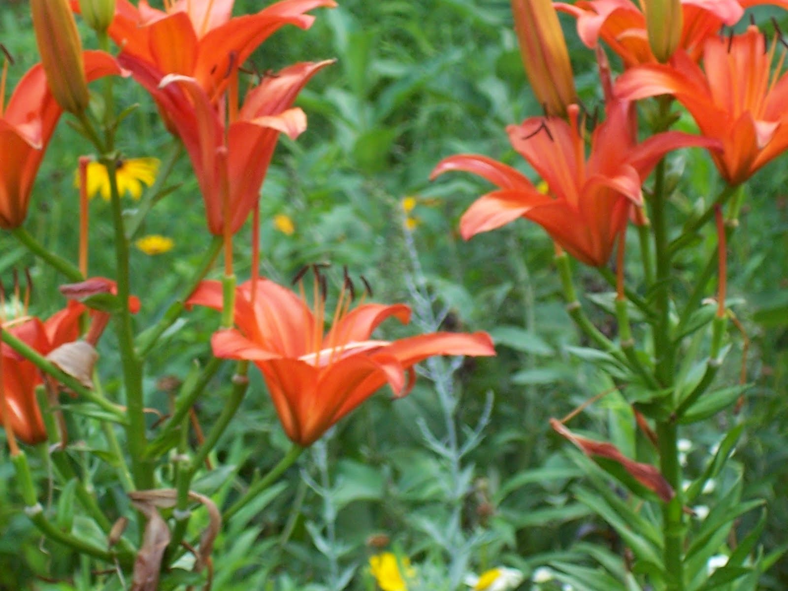 Garden Beauty: Multiple Colors of Lilies