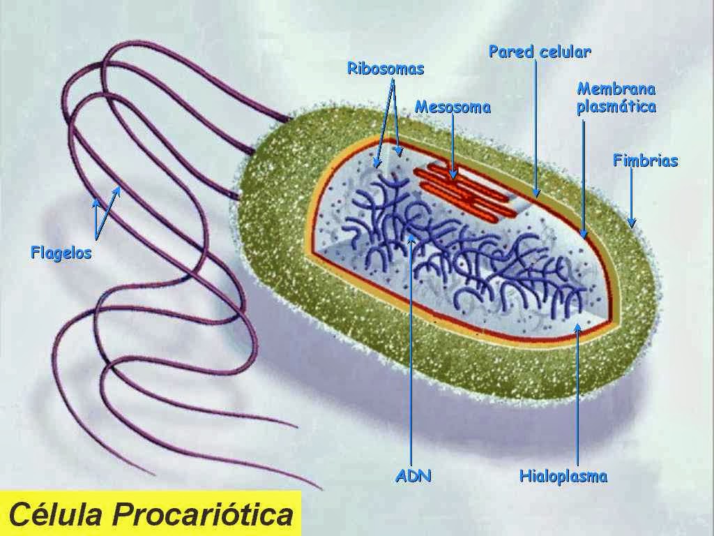 Tareas, Trabajos y +: Biología: Introducción y Tema 3: Los Tipos de Células