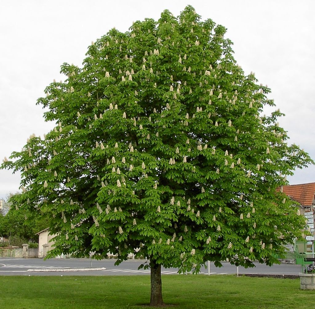 Hortiholičarke: Aesculus hippocastanum (divlji kesten)