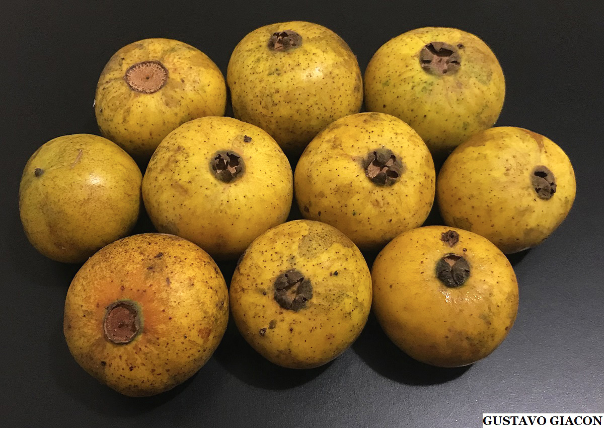 Viveiro Ciprest - Plantas Nativas e Exóticas: Guabiroba Gigante ou ...