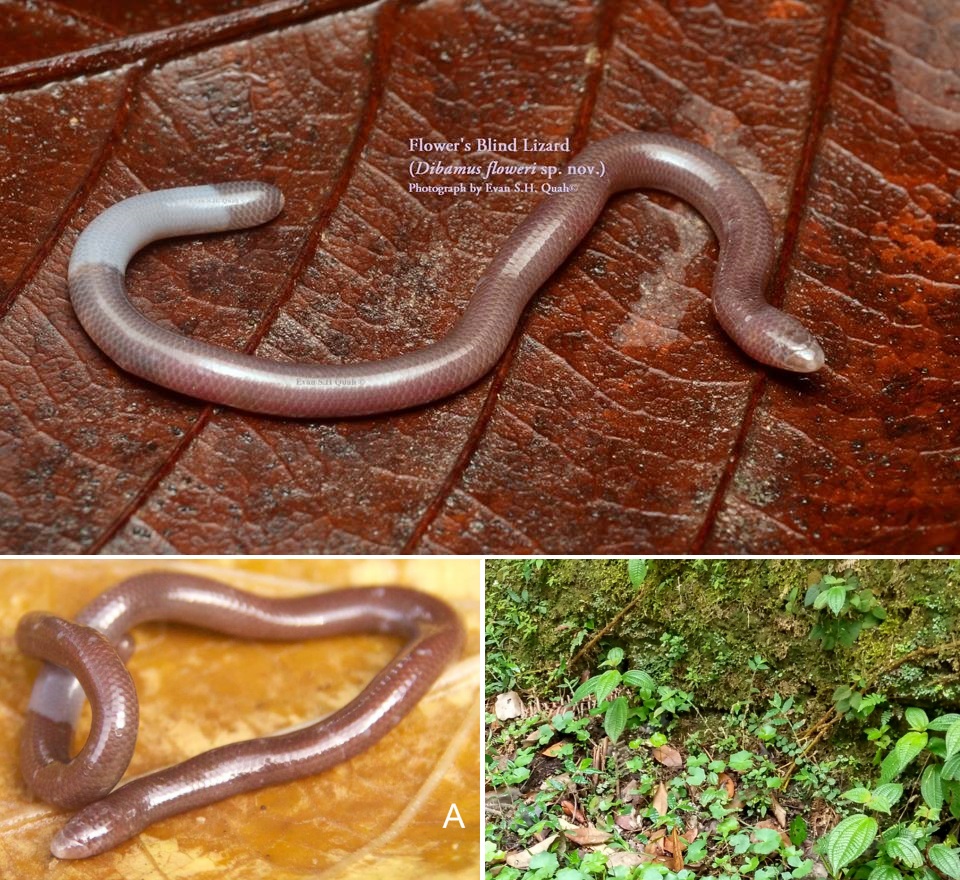 Species New to Science: [Herpetology • 2017] Dibamus floweri • A New ...