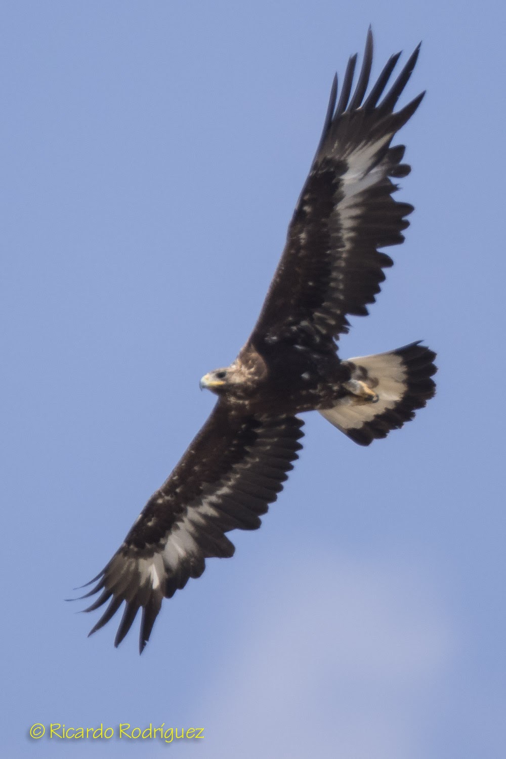Aves Ricardo Rodriguez: Águila real (Aquila chrysaetos) en Navarra.