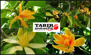 Khasiat Cempaka Kuning (Tanaman Obat) ~ Tabir Wanita