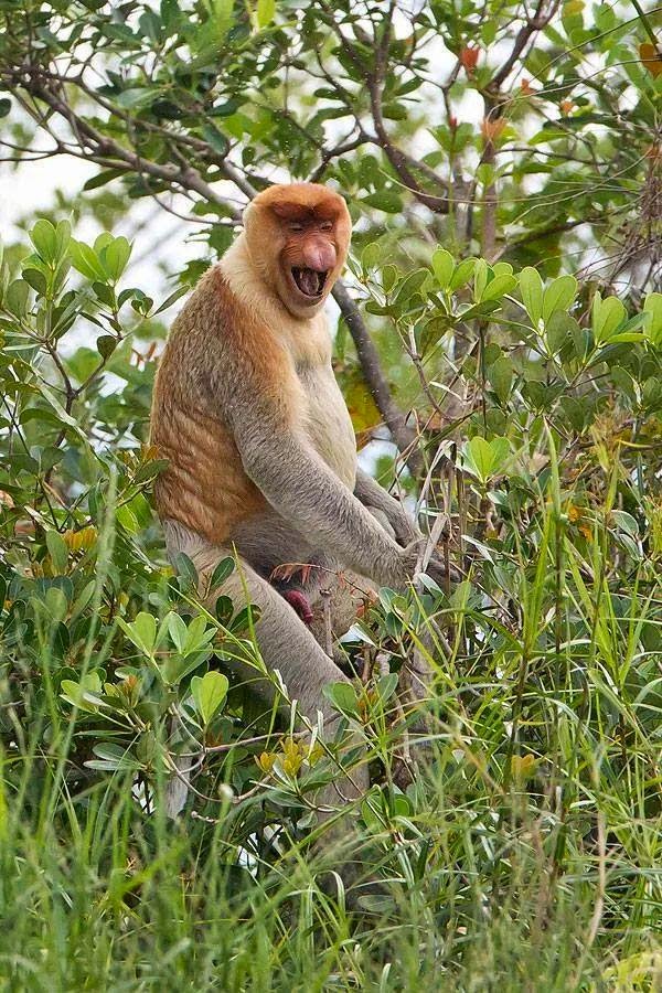 SBI MINTA KEMBANGKAN EKOWISATA BEKANTAN PULAU BAKUT ~ Sahabat Bekantan ...