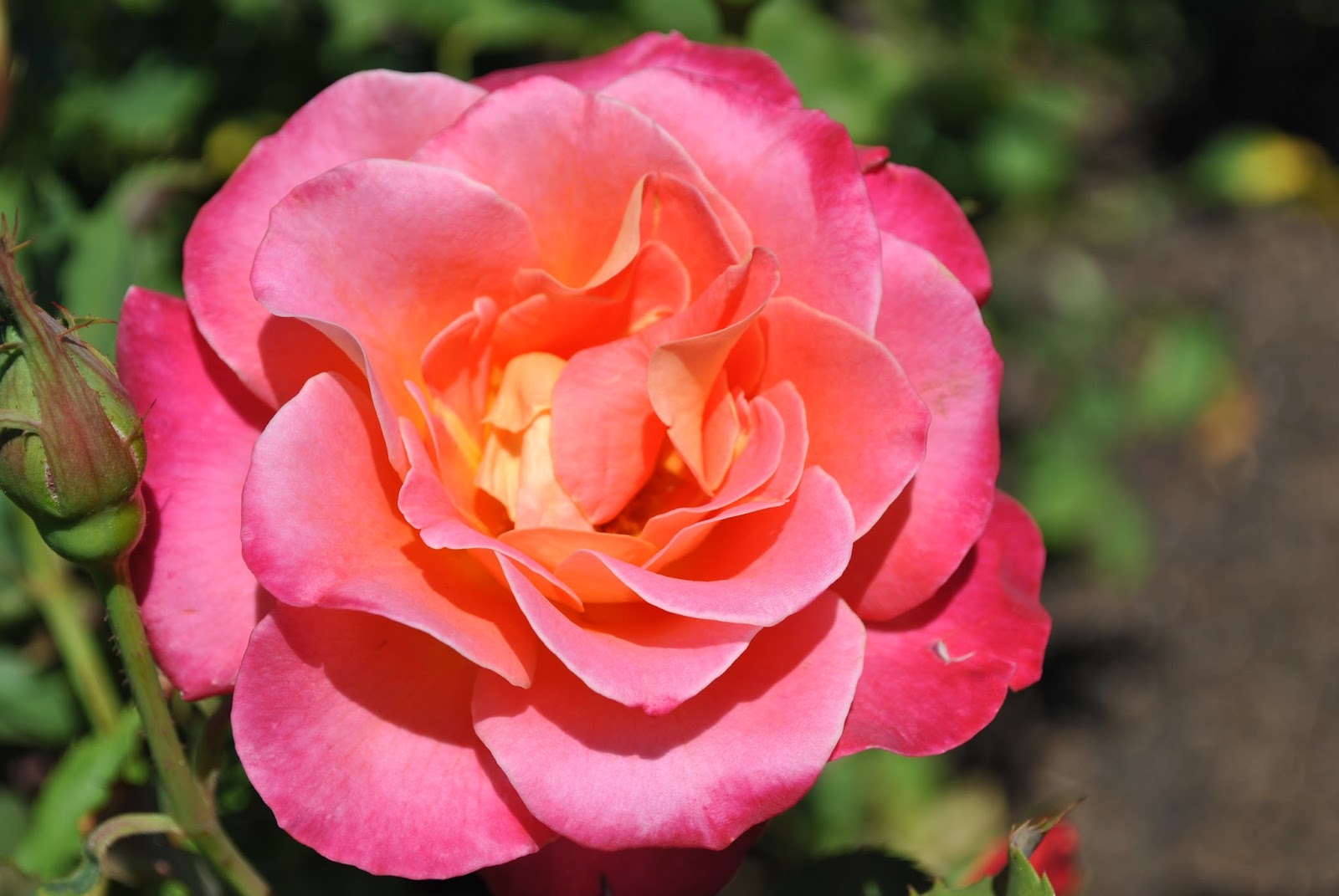 Lyndale Park Rose Garden ~ Mommy Stories