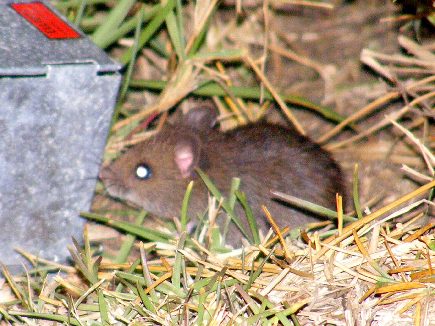 Days on the Claise: Bush Rat