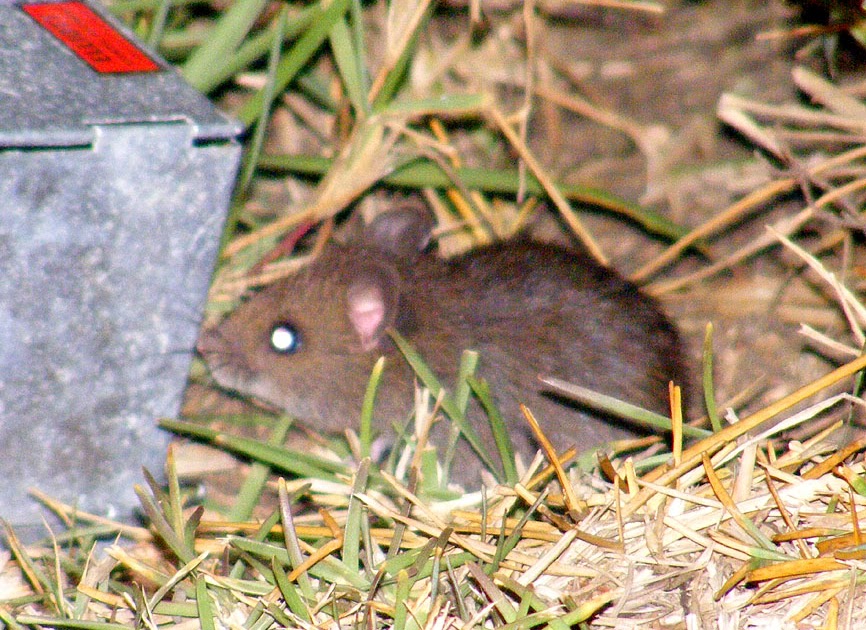 Days on the Claise: Bush Rat