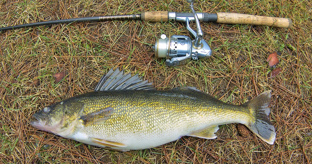 Fishing Tips & Tactics: Ultimate Fishing Rigs #1: The crawler harness