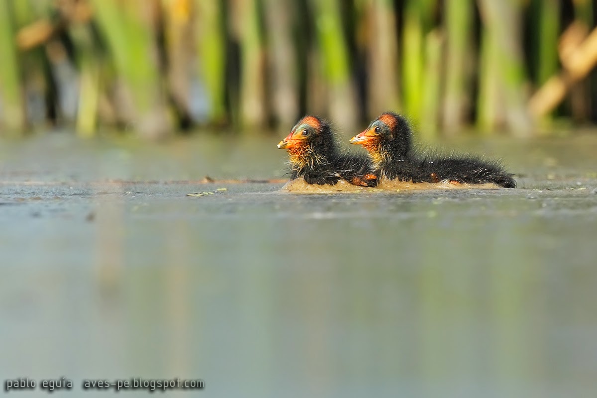 mis fotos de aves: Fulica rufifrons Gallareta Escudete Rojo Red-fronted ...