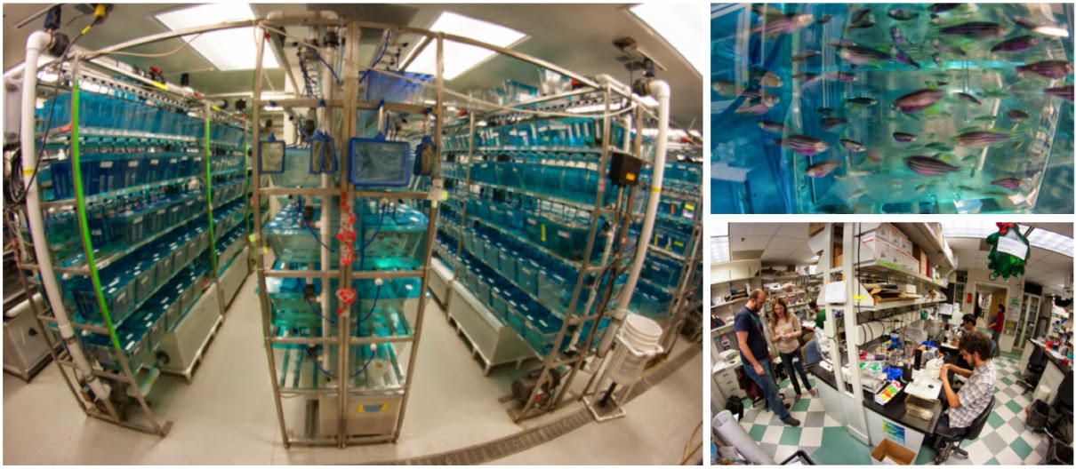 Zebrafish Lab Equipment at Zac Belmore blog