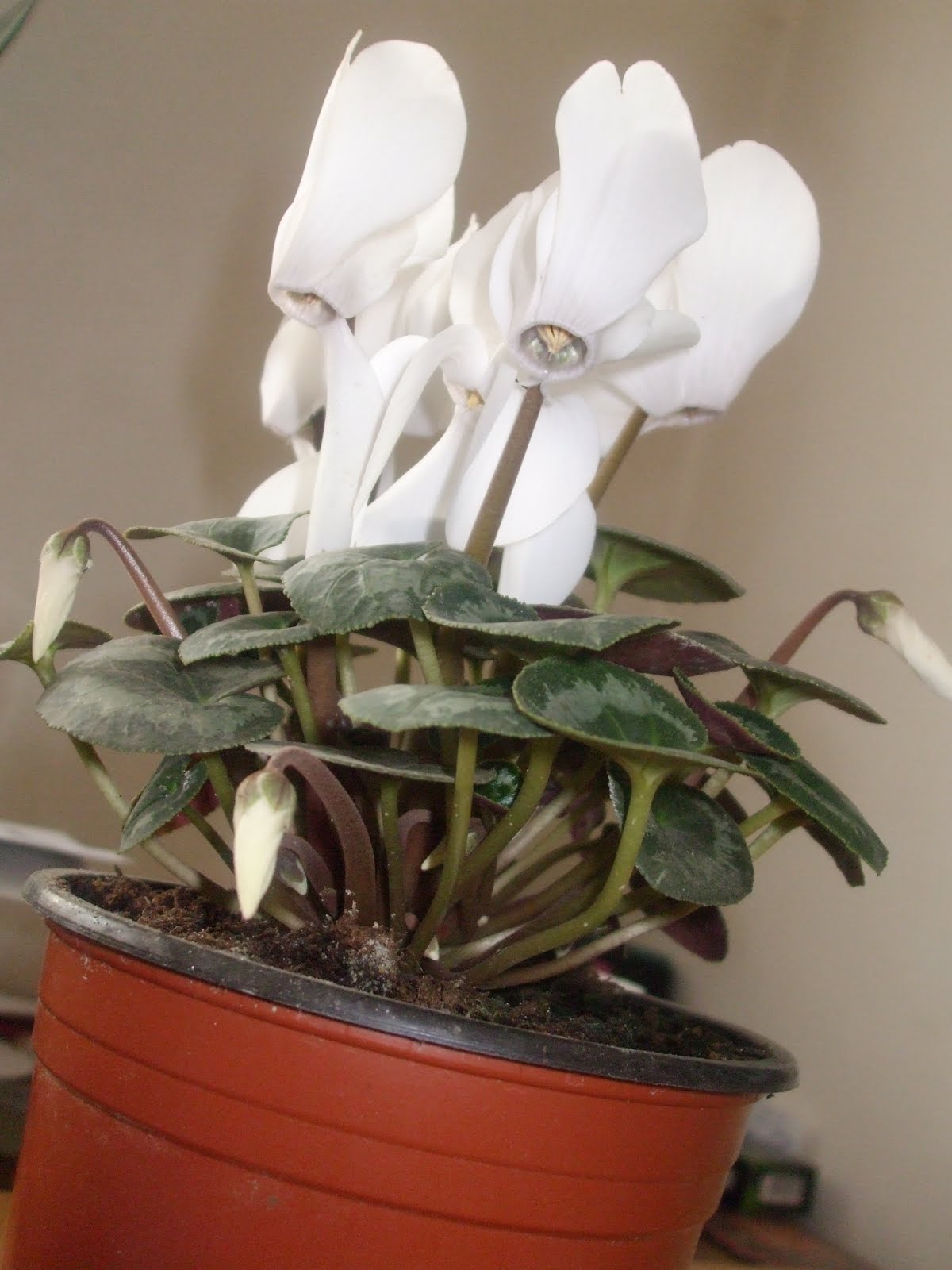 Lopott virág: Ciklámen (Cyclamen persicum)