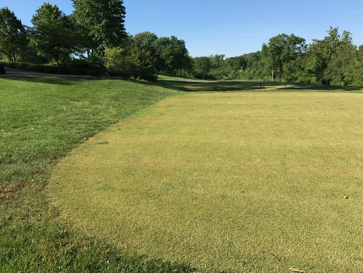 Glen Echo Country Club Golf Course Management: Tee Weed Control