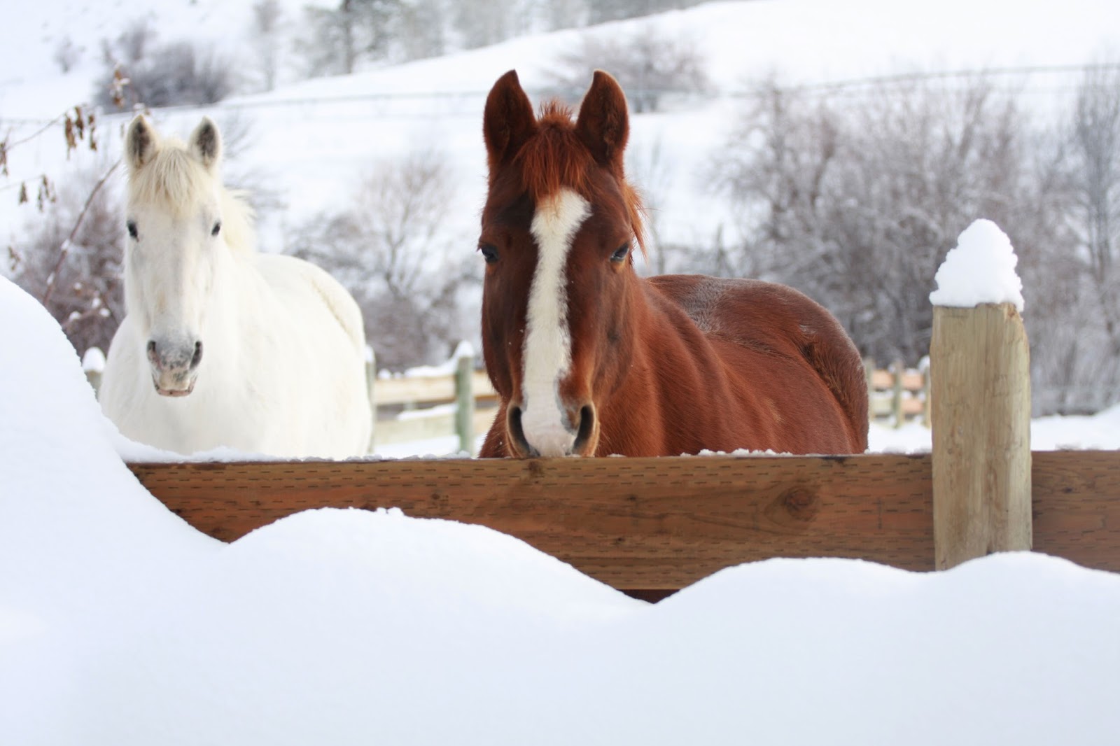 Methow Valley Riding Unlimited