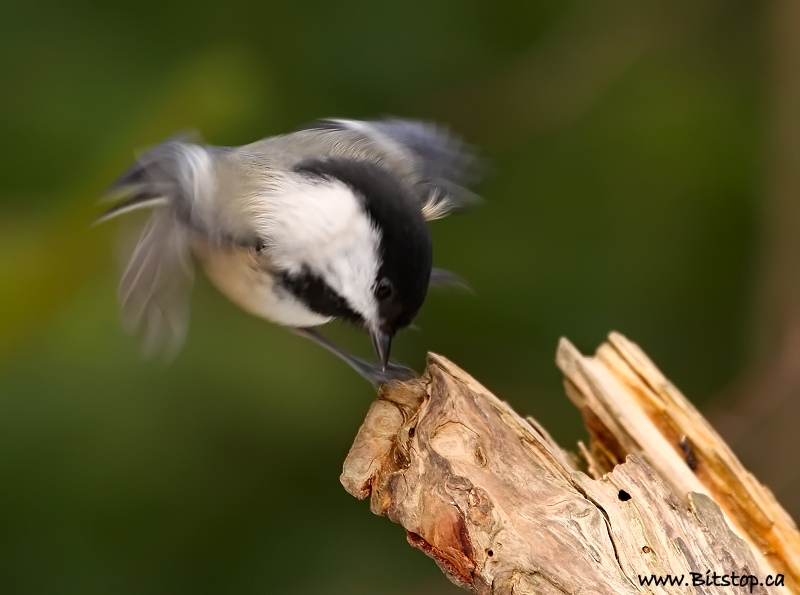Bitstop: Birds in Motion