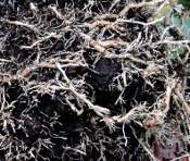 My Broken Garden: Re-Potting Root-Bound? Geranium (Pelargonium)