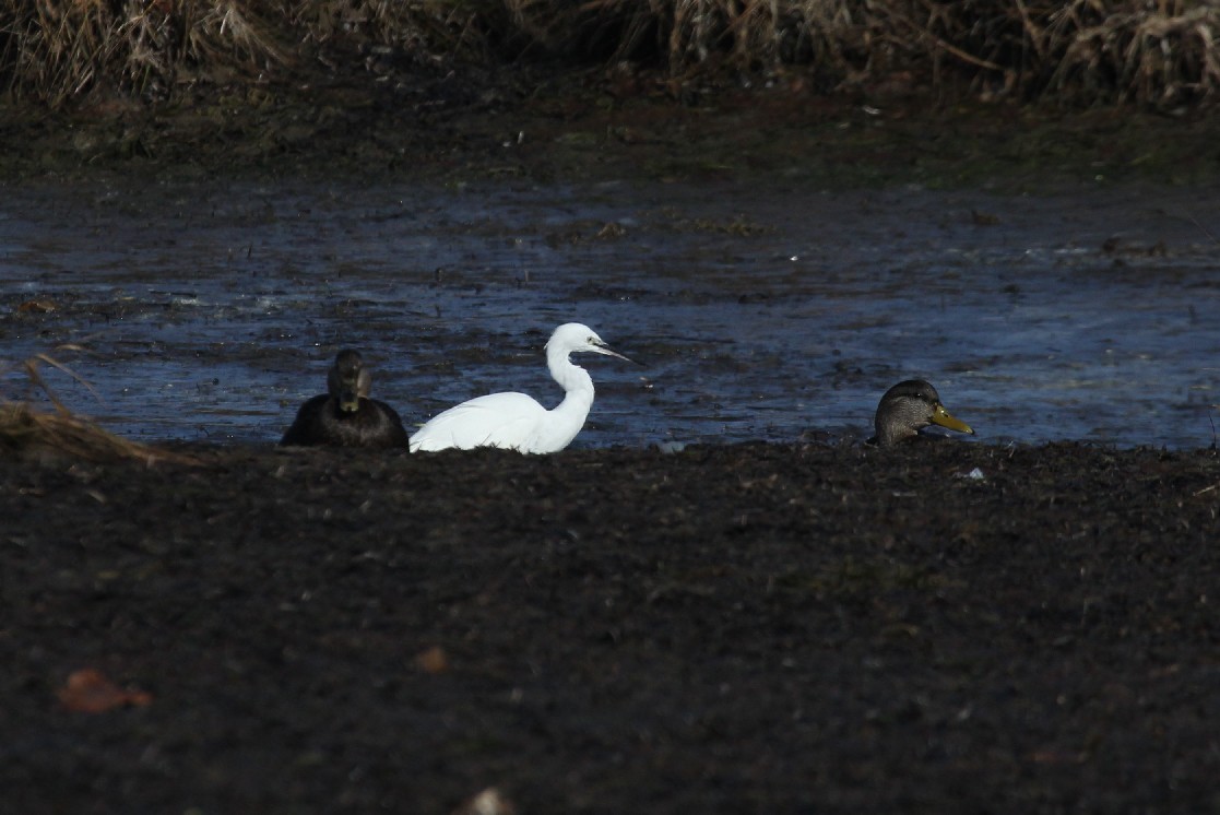 New England Coastal Birds: "Three Days of Winter Seabirding on Cape Cod ...