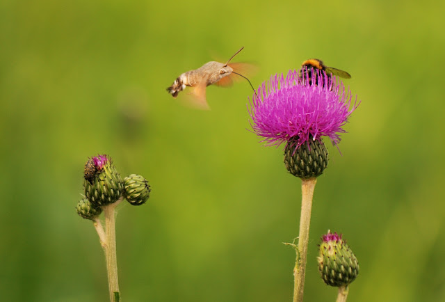 PhotoMarian: Macroglossa stellatarum (molia sau fluturele colibri)