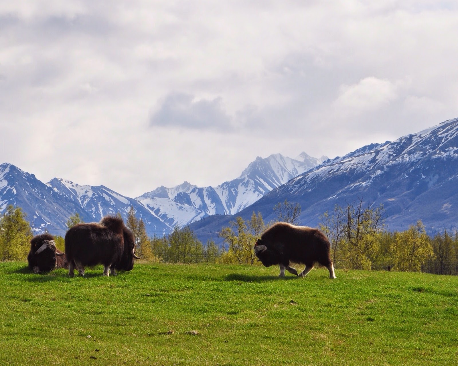 Heart Alaska: Musk Ox Farm