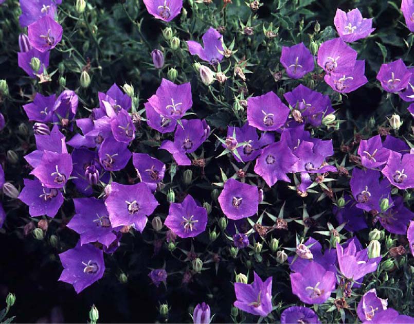 Beechwood Landscape Architecture and Construction: Tussock Bellfower ...