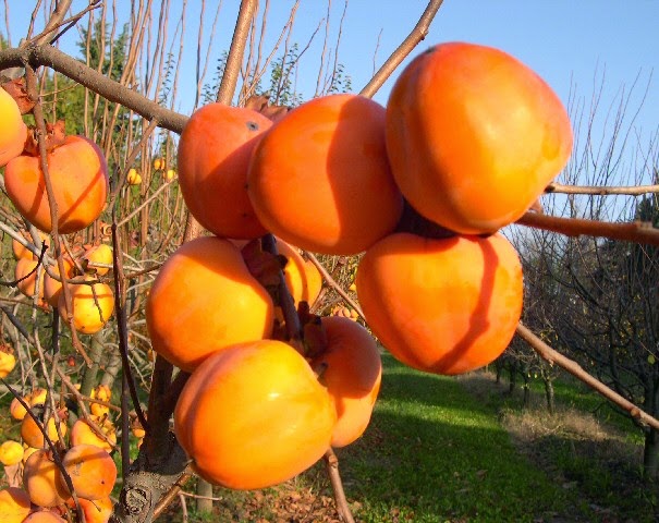 HOW TO GROW SHARON FRUIT - Diospyros kaki |The Garden of Eaden