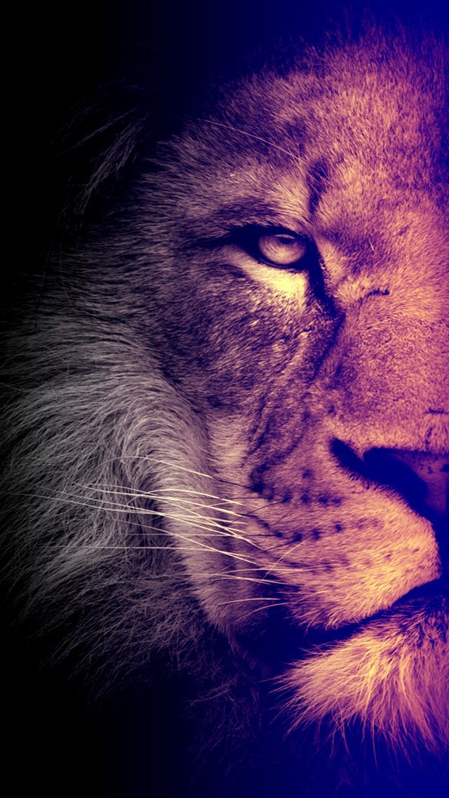 Lion Phone Wallpaper High Quality Desktop, iphone and android ...