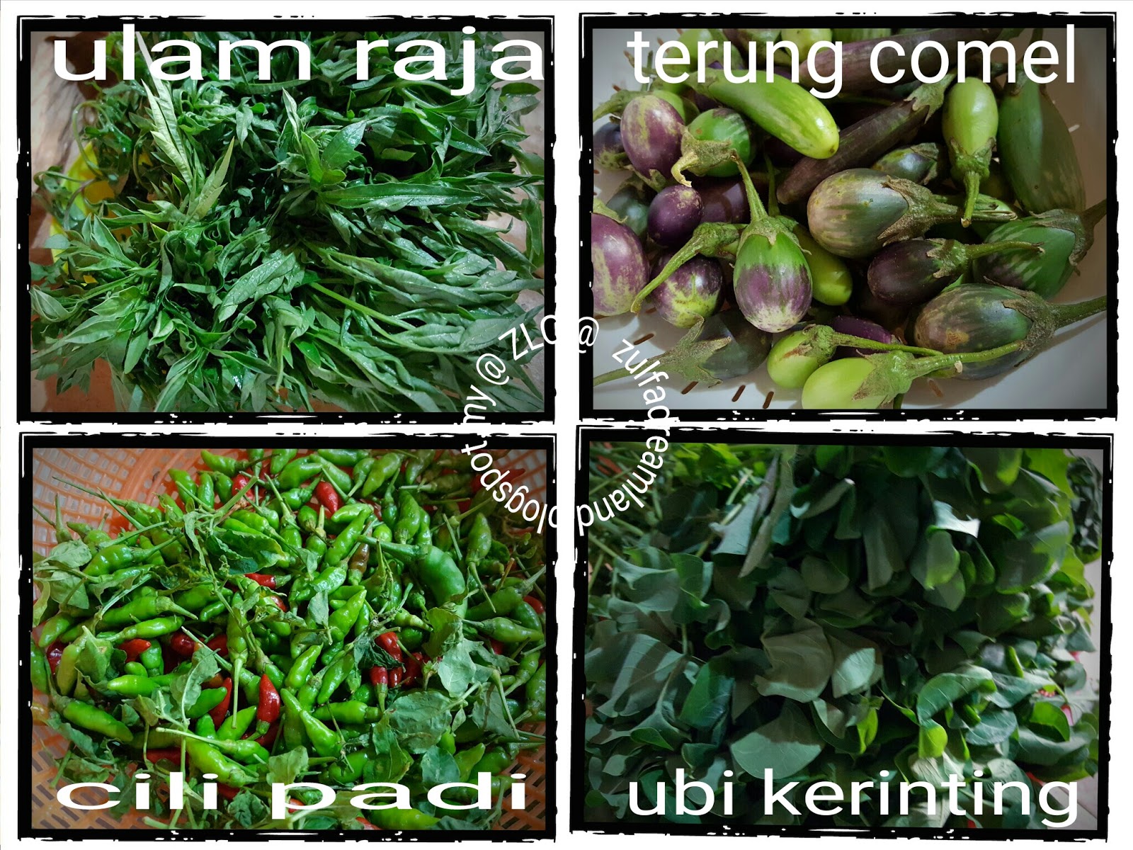 ZULFAZA LOVES COOKING: Pucuk ubi rebus, ulam pegaga lawan sambal ...