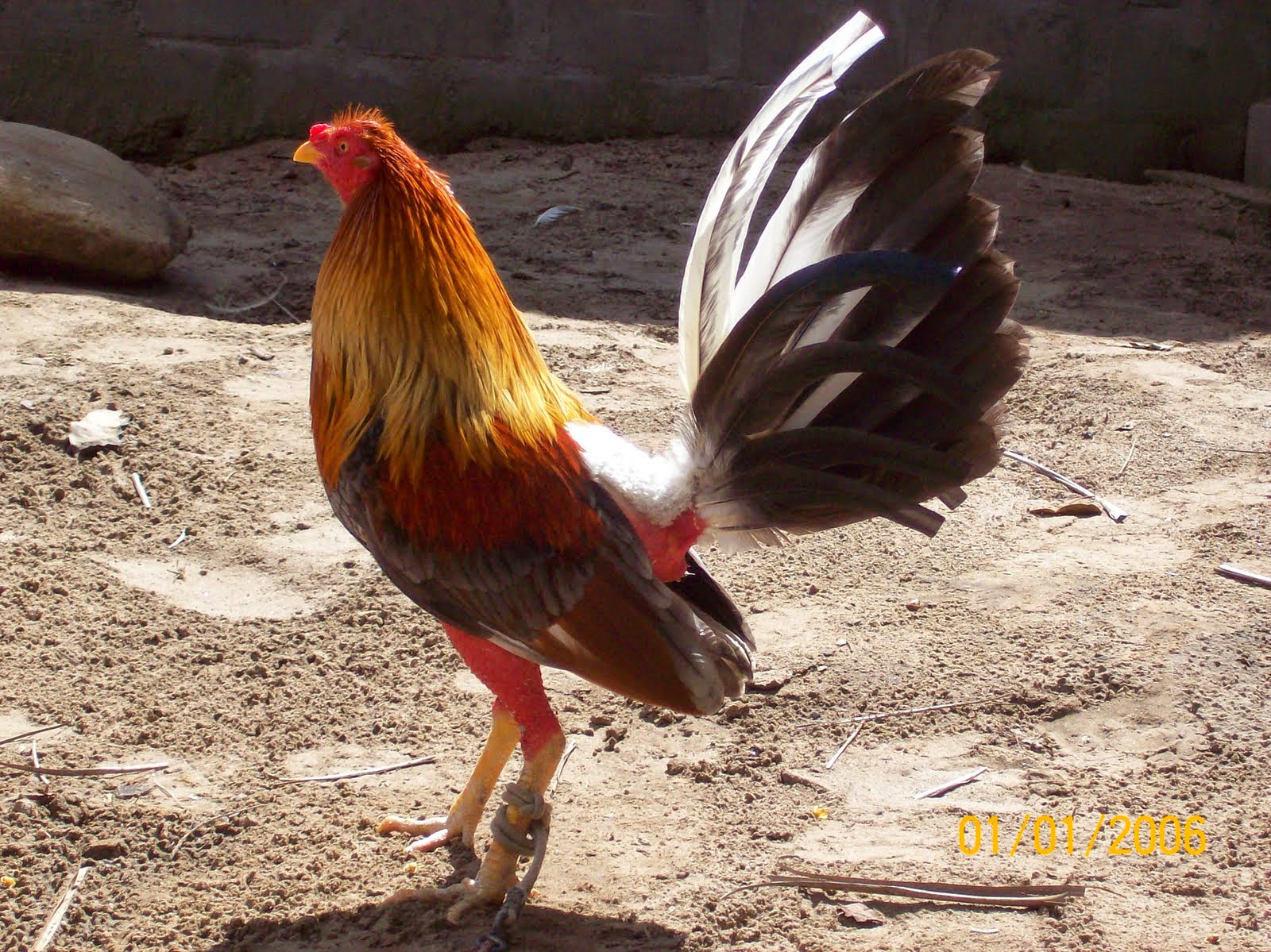 Naylamp Abracitos: Cuento: El Caballero Carmelo