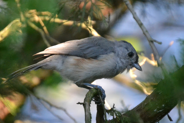 Woods Walks and Wildlife: A Titmouse Family Outing